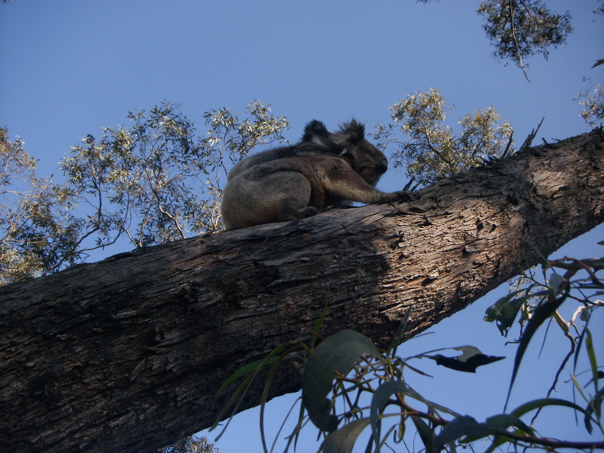 Meeting Ms Koala in Belair Park | Thuppahi's Blog