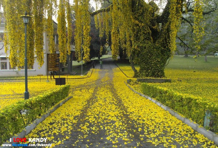 My Peradeniya Days: Labrooy, Pinto and Jennings as Touchstones –KM de ...