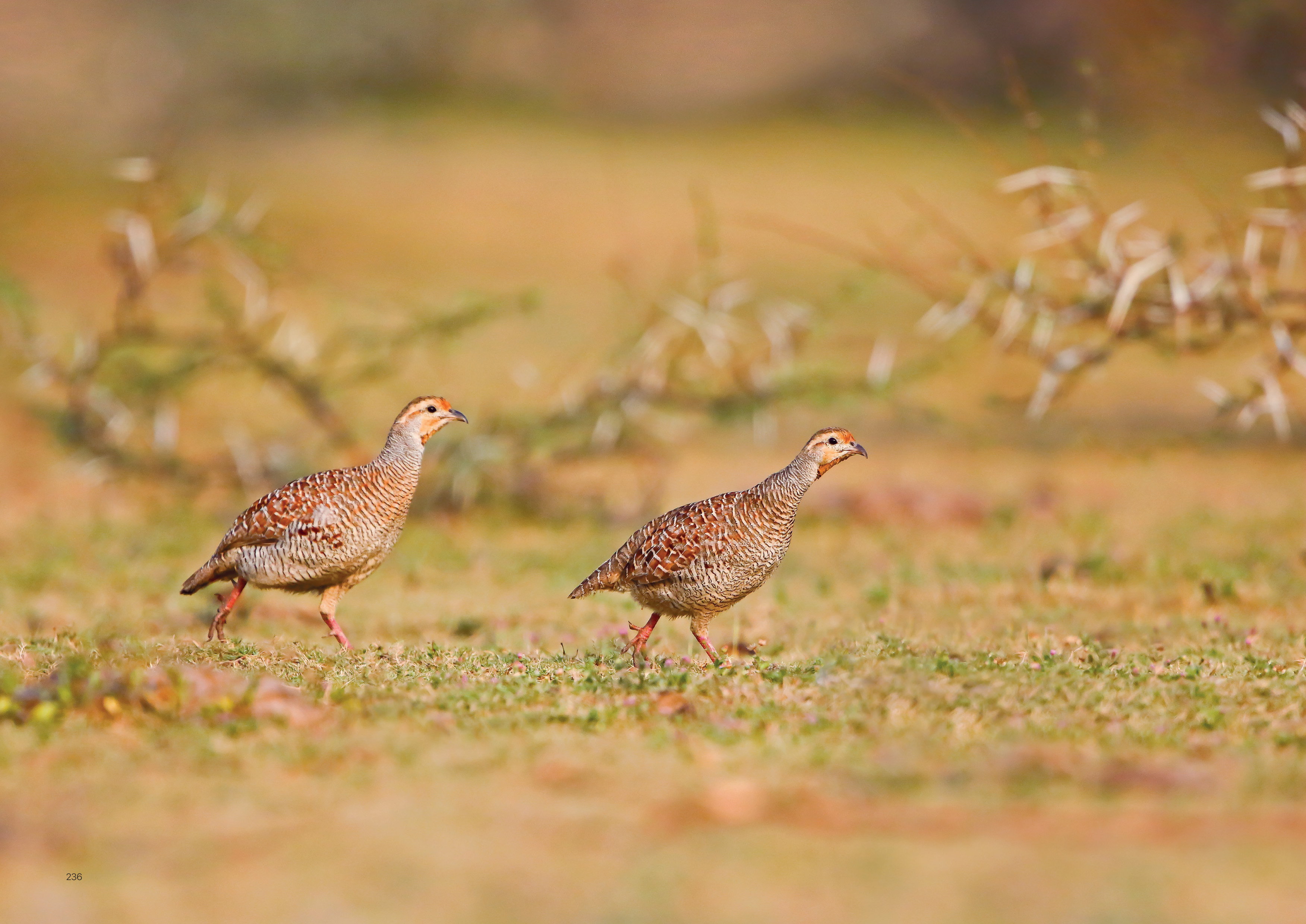 A Pictorial Treat: Mannar Unbound as a Journey through History and ...