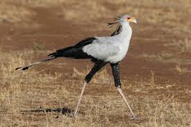 Djokovic and the “Secretary-Bird” | Thuppahi's Blog