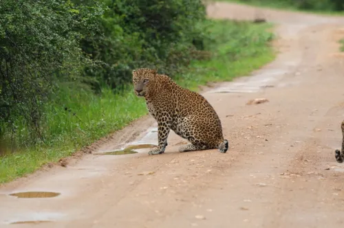 Leopard in House! Life in Lindula, Sri Lanka! | Thuppahi's Blog