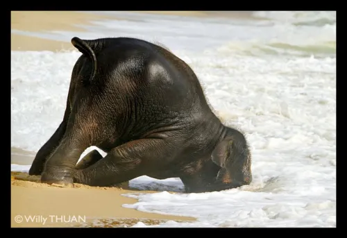 Elephants at Sea! Sri Lankan Navy in Rescue Operation | Thuppahi's Blog